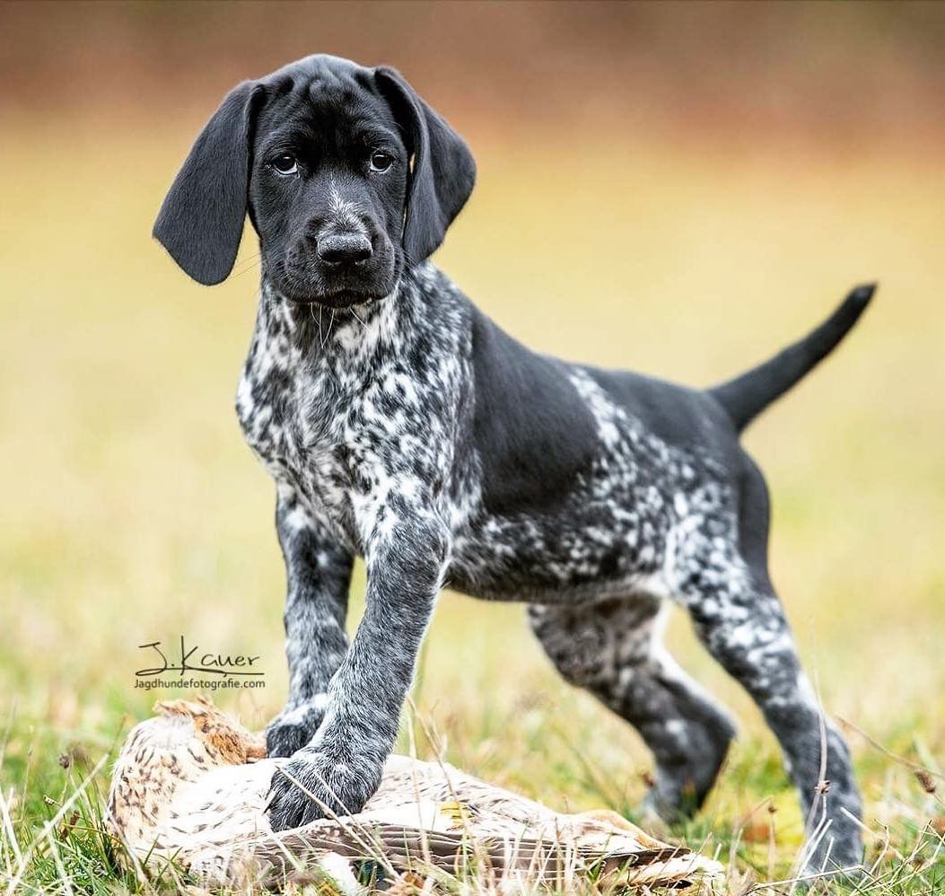 German Short Tail Pointer Wallpapers - Wallpaper Cave