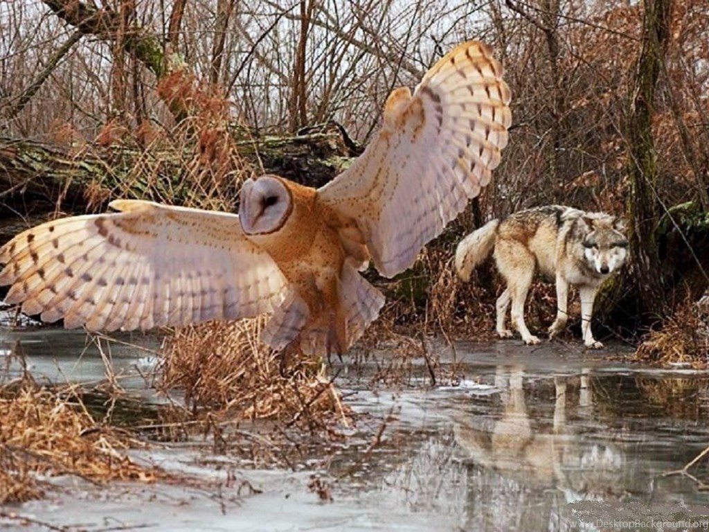 Wolf And Owl Wallpapers - Wallpaper Cave