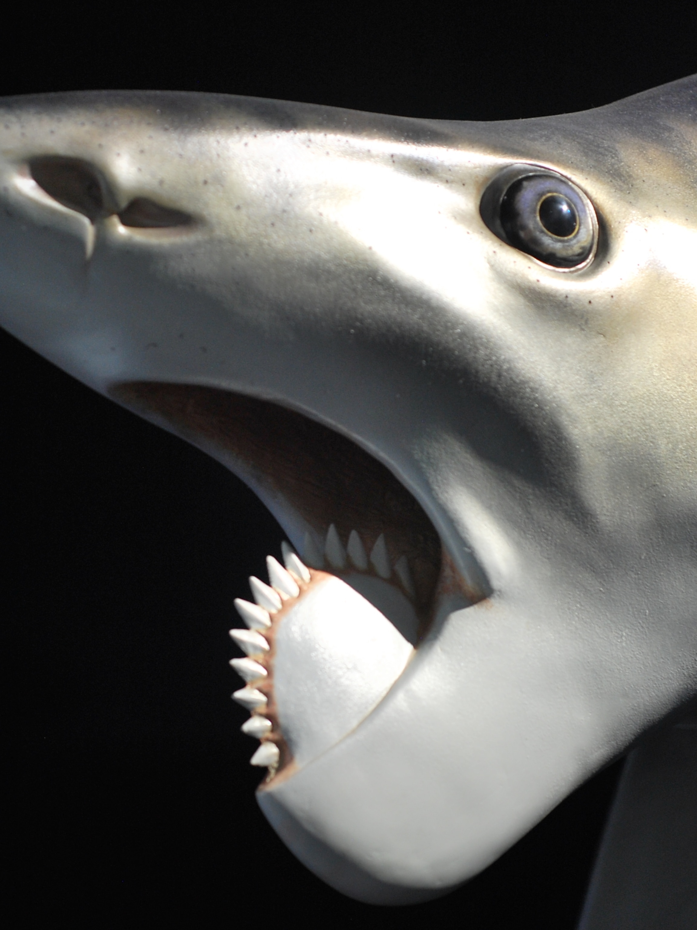 Buzz Shark Wallpapers - Wallpaper Cave