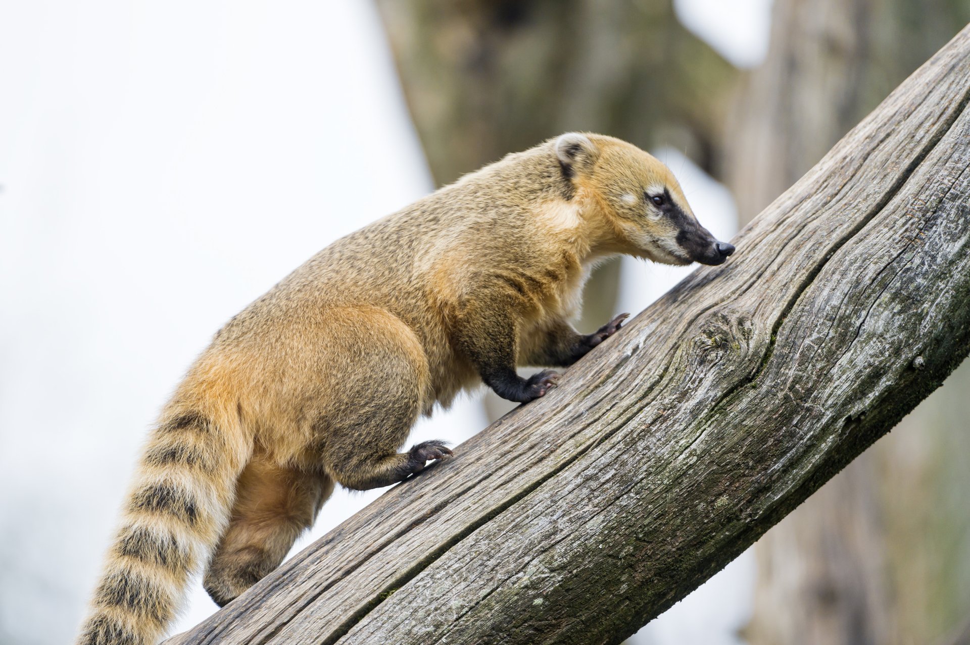 Coati Wallpapers - Wallpaper Cave