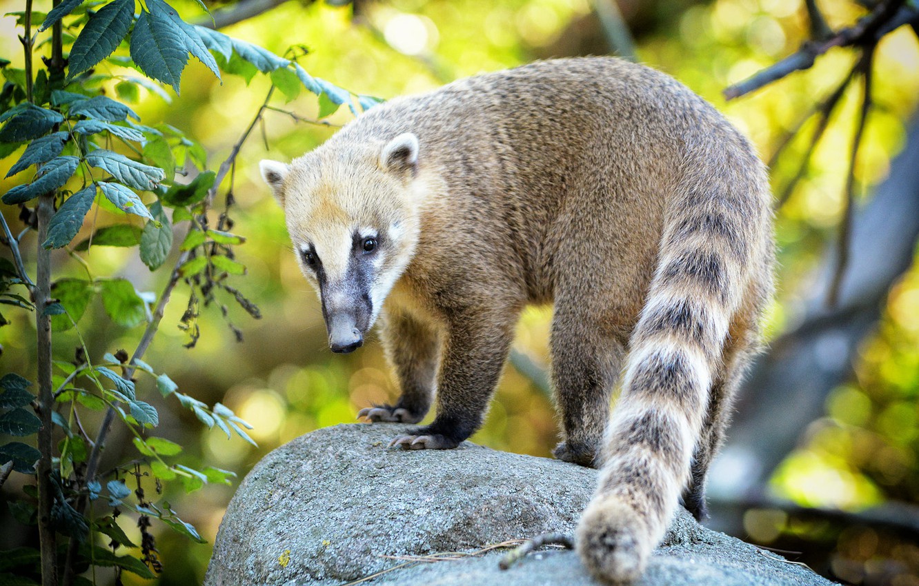 Coati Wallpapers - Wallpaper Cave