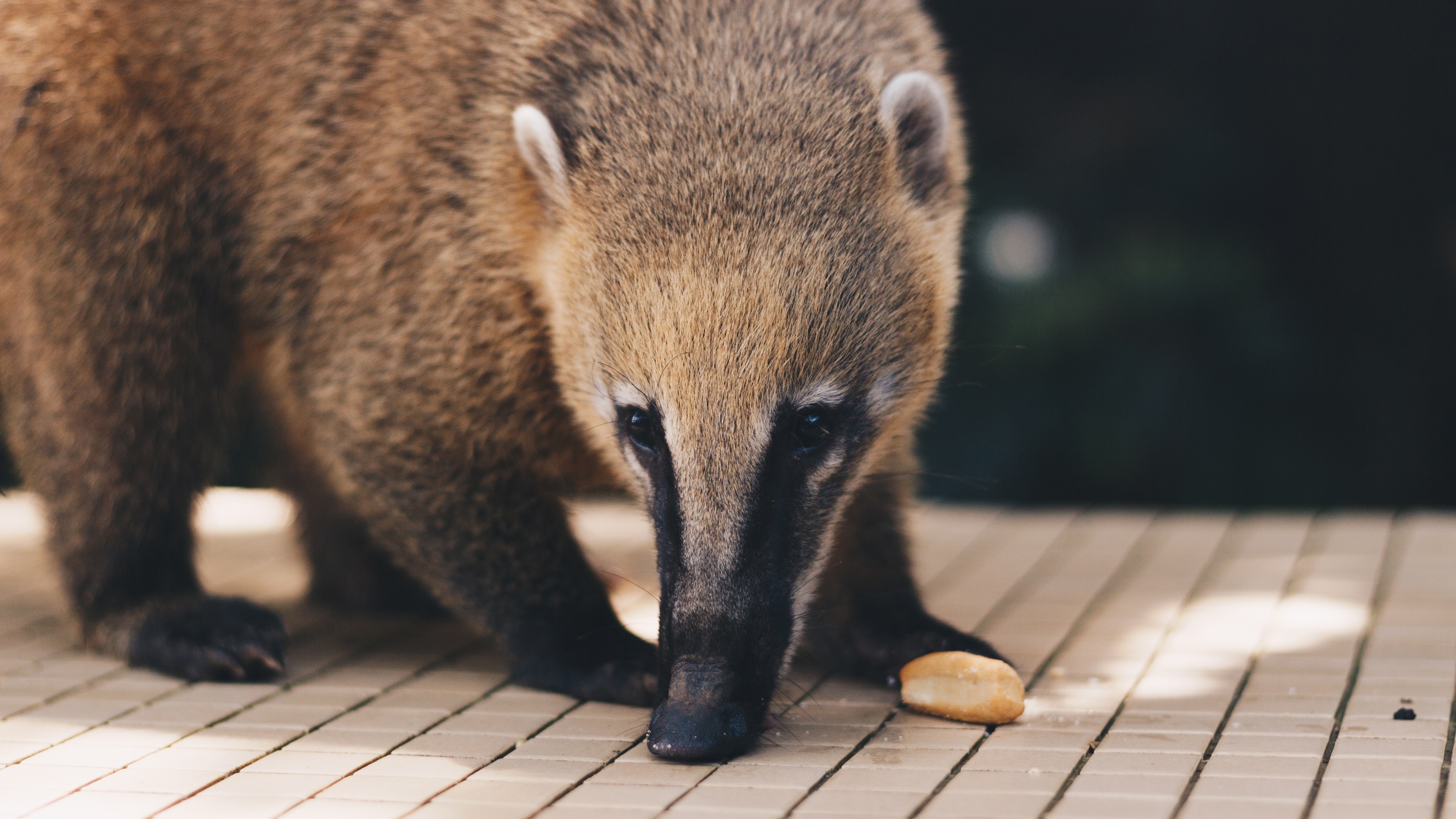 Coati Wallpapers - Wallpaper Cave
