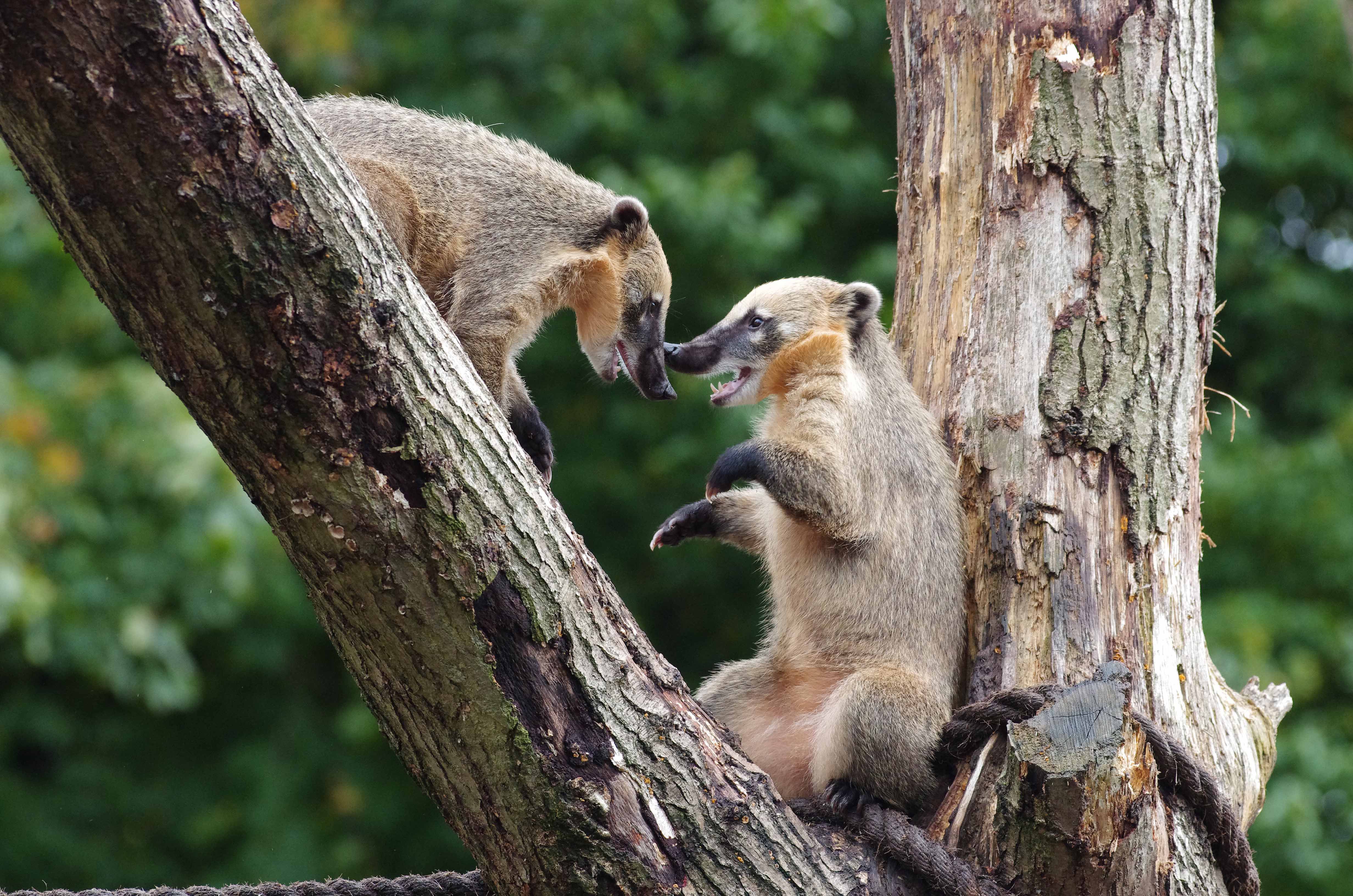 Coati Wallpapers - Wallpaper Cave