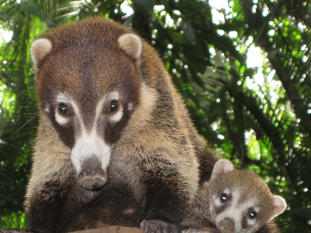 Coati Wallpapers - Wallpaper Cave