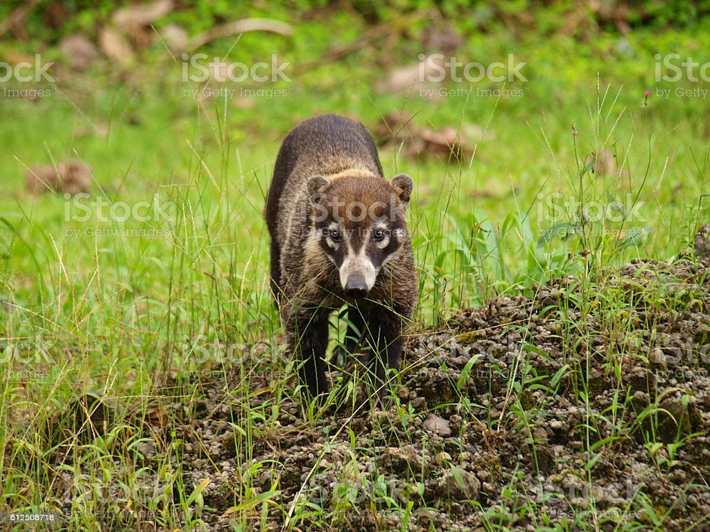 Coati Wallpapers - Wallpaper Cave