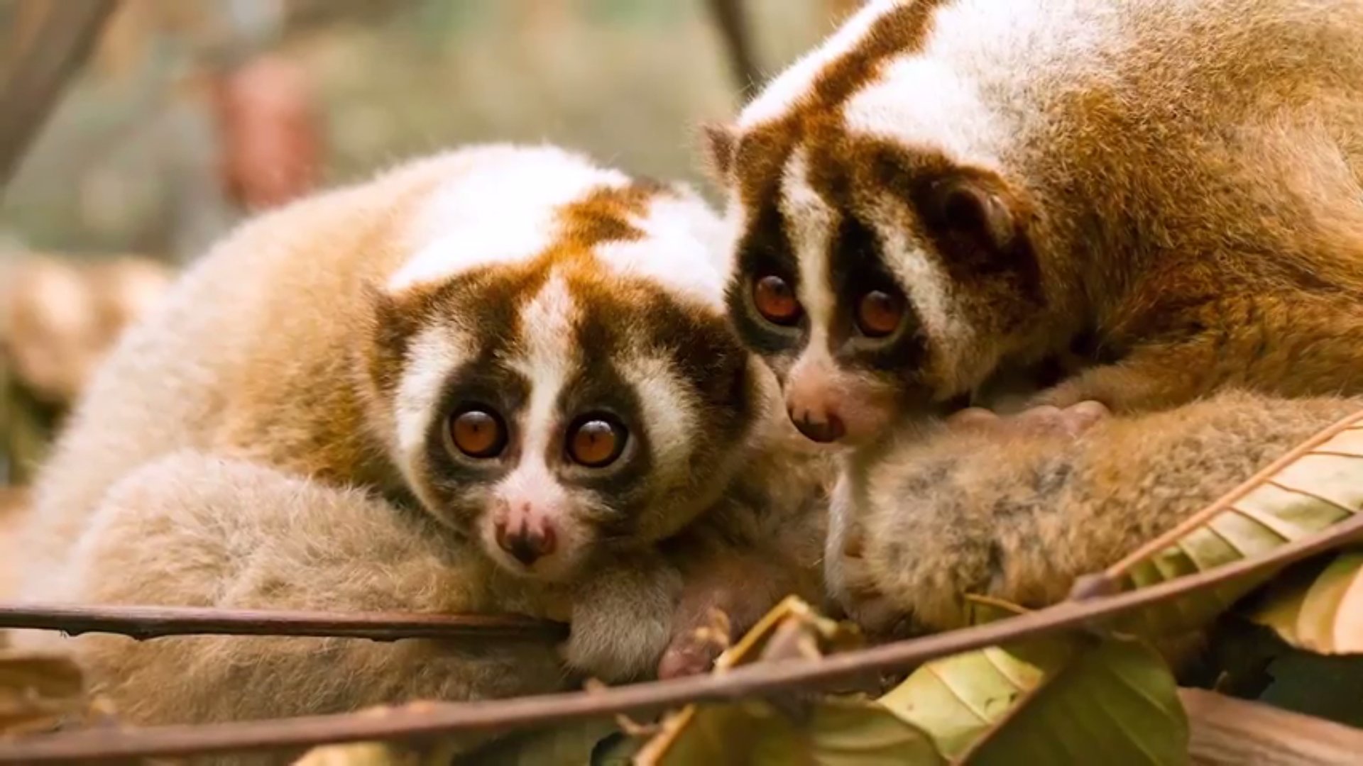 Red Slender Loris Wallpapers - Wallpaper Cave