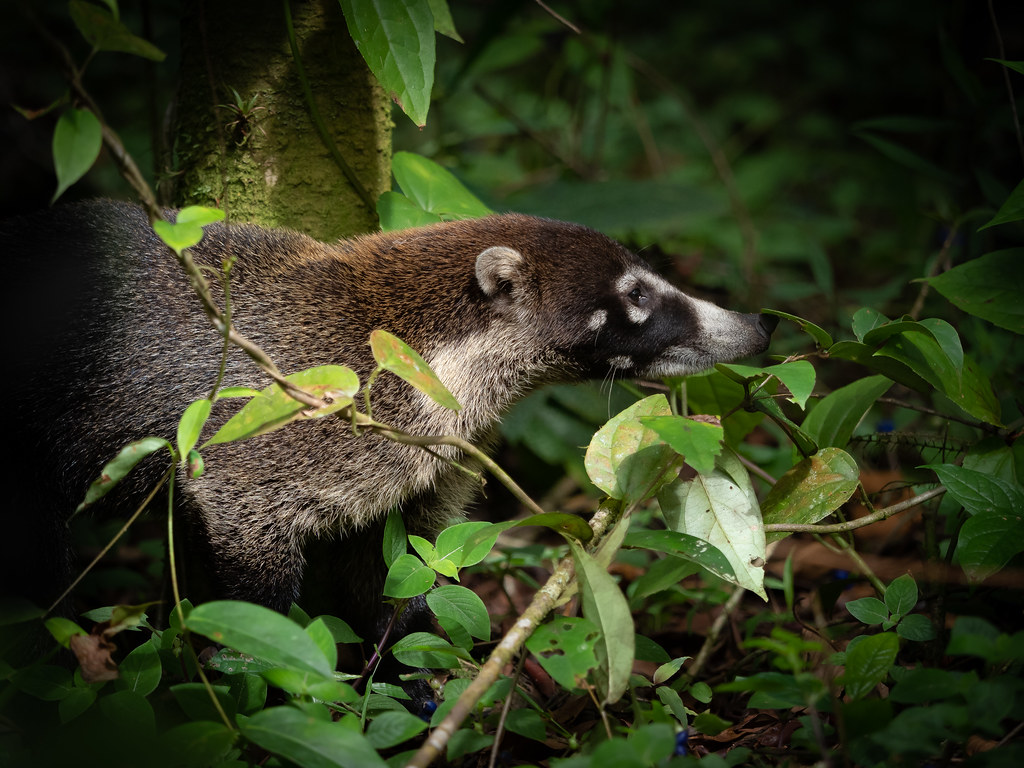 Coati Wallpapers - Wallpaper Cave