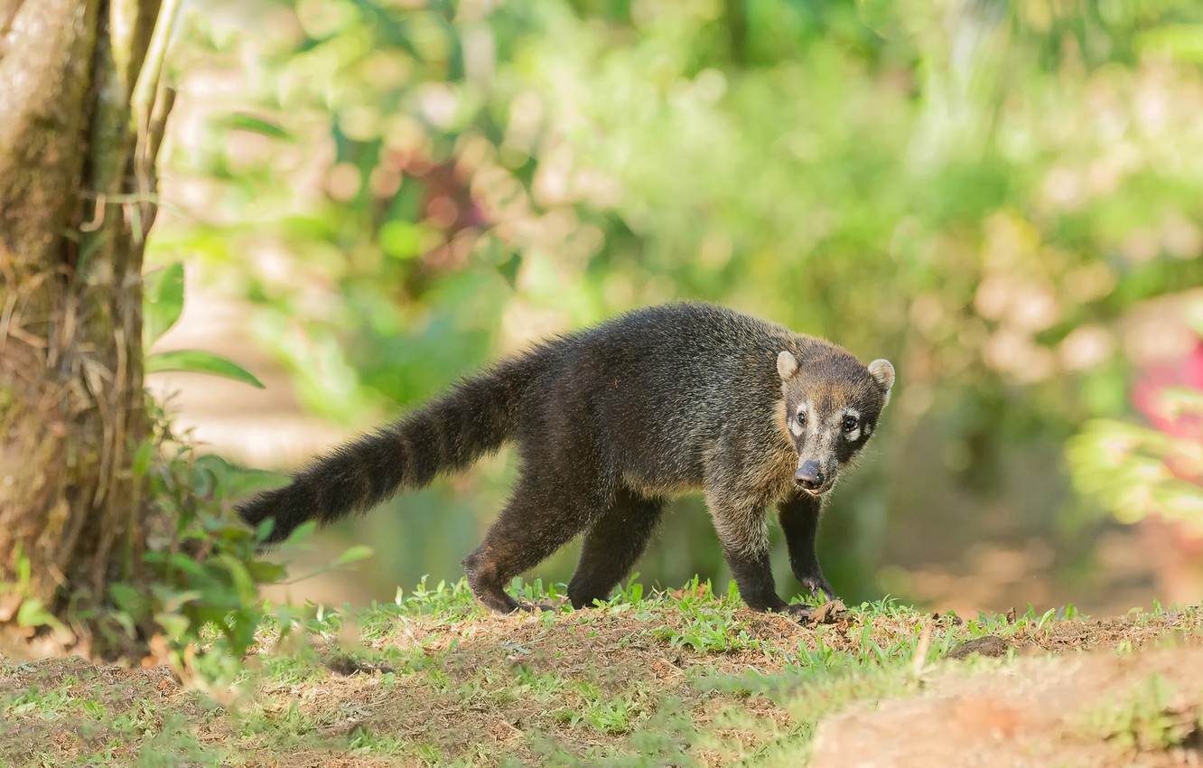 Coati Wallpapers - Wallpaper Cave