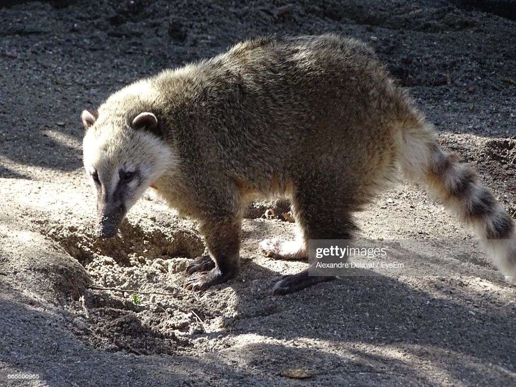 Coati Wallpapers - Wallpaper Cave