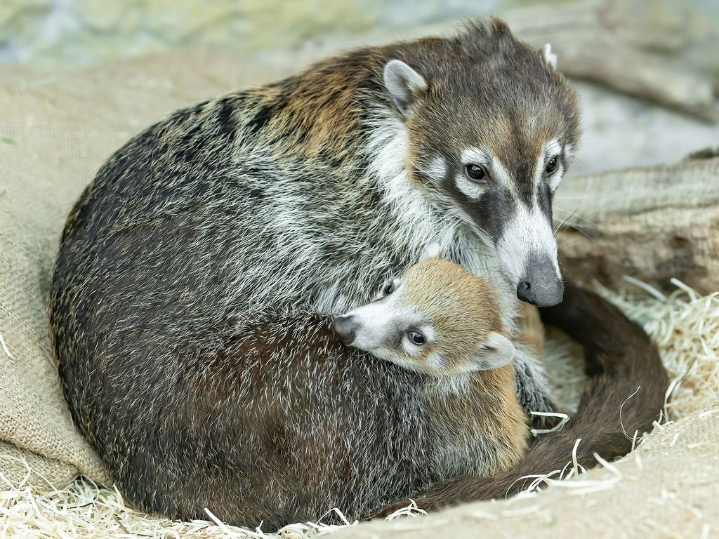 Coati Wallpapers - Wallpaper Cave