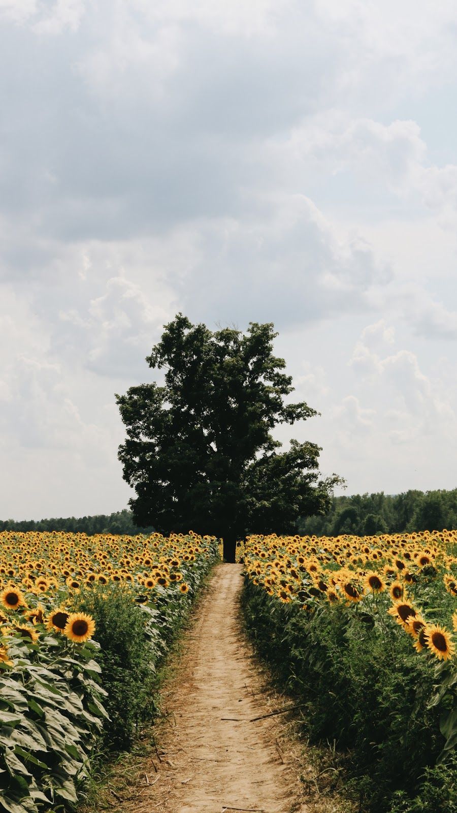 Cottagecore Flower Wallpapers - Wallpaper Cave