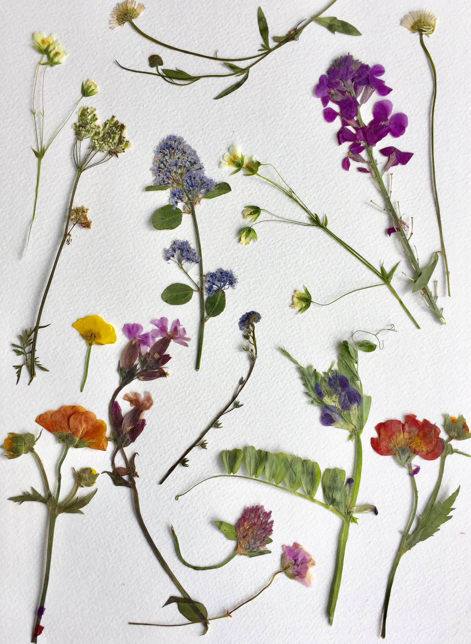 Cottagecore Flower Wallpapers - Wallpaper Cave