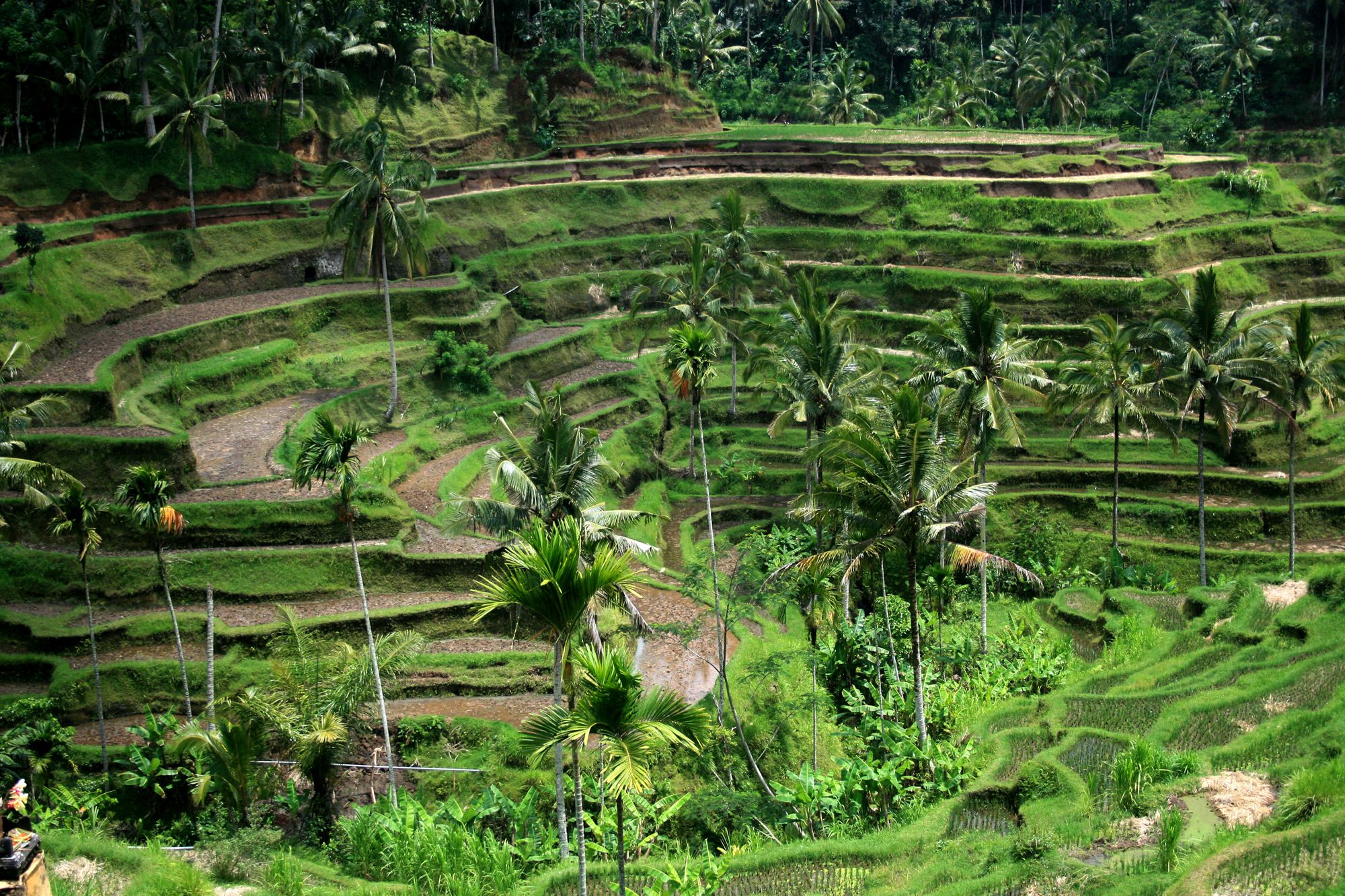 Assam Fields Wallpapers - Wallpaper Cave