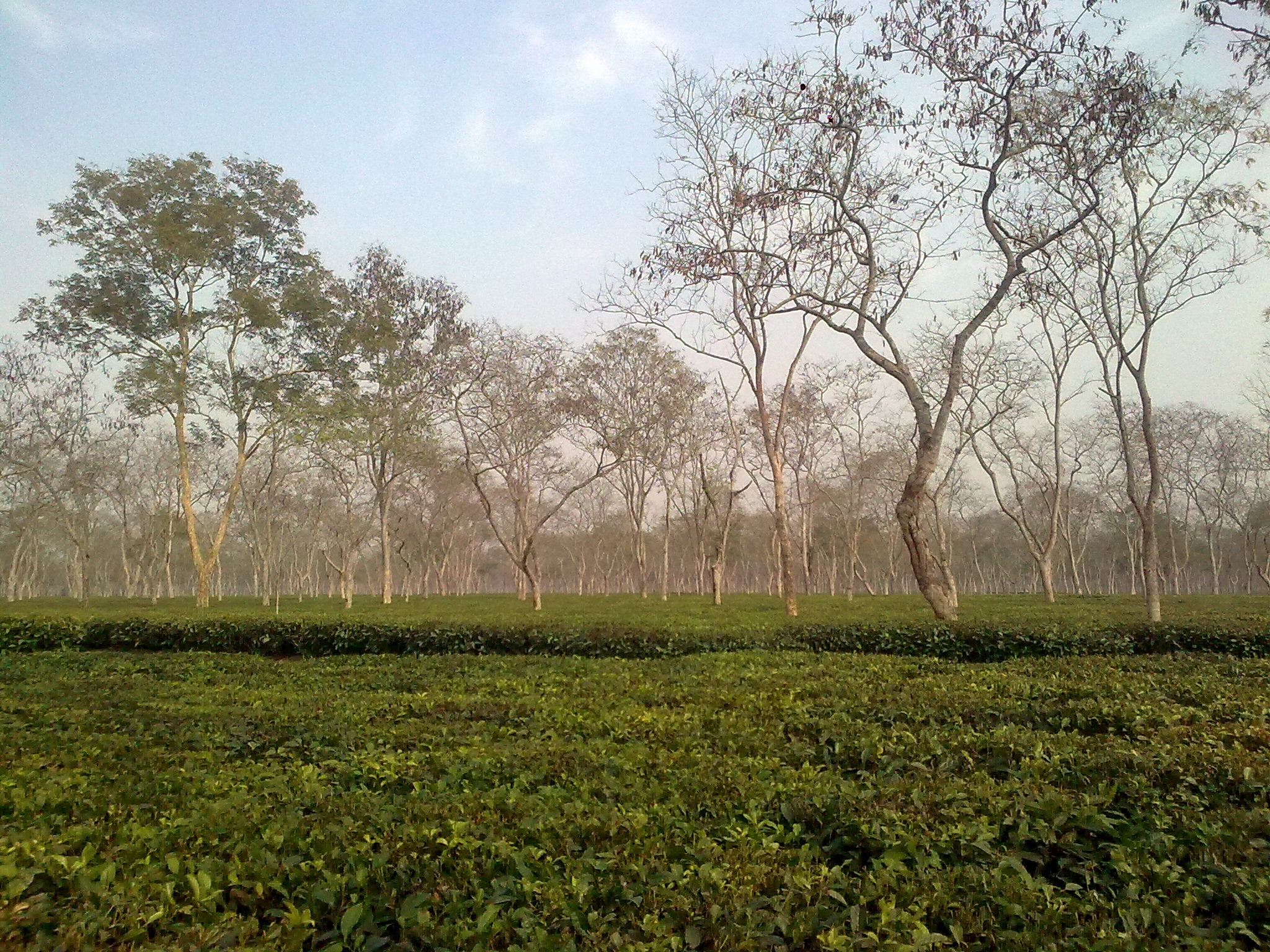 Assam Fields Wallpapers - Wallpaper Cave