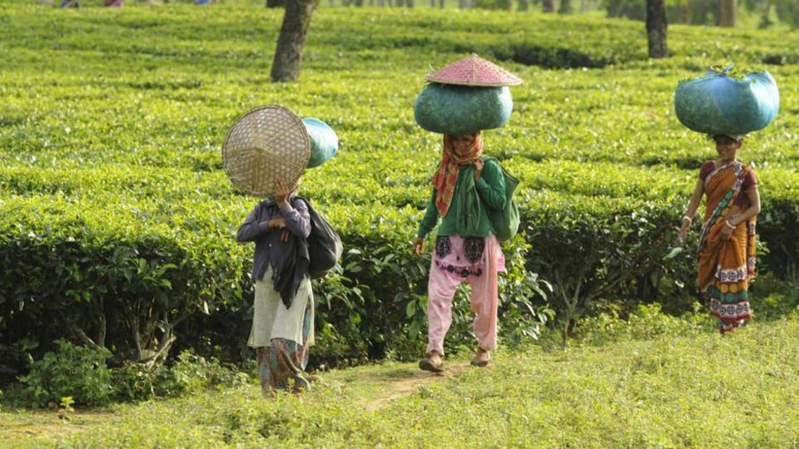 Assam Fields Wallpapers - Wallpaper Cave