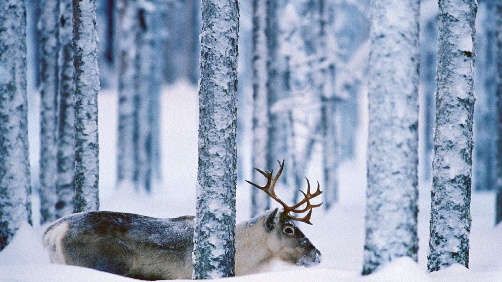 Winter Animals PC HD Wallpapers - Wallpaper Cave