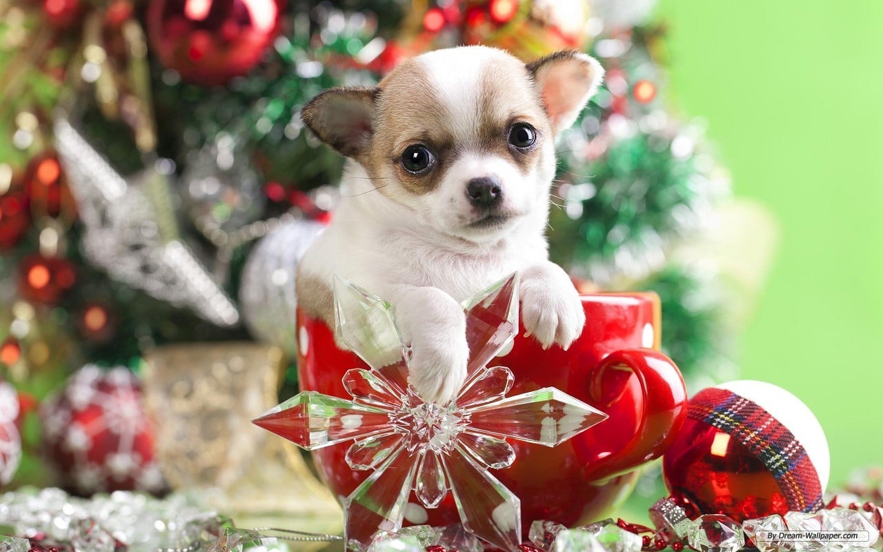 Christmas Cute Animals Wallpapers - Wallpaper Cave