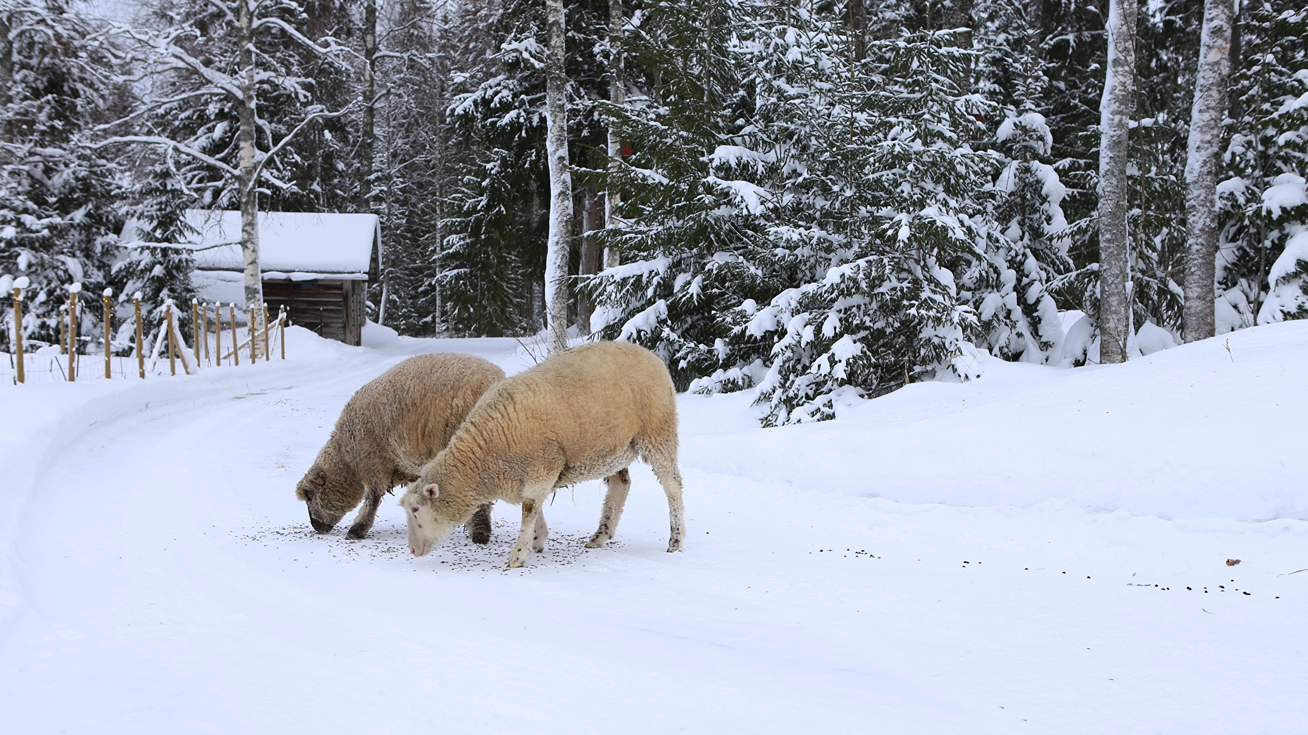 Winter Animals PC Wallpapers - Wallpaper Cave