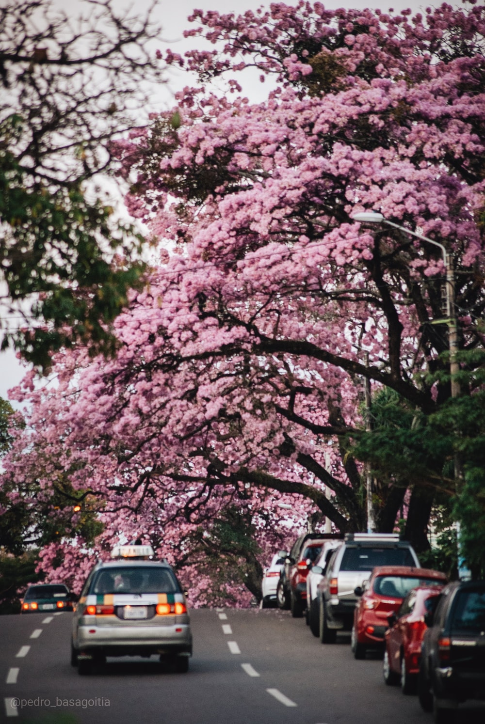 Cherry Blossom Car Wallpapers - Wallpaper Cave