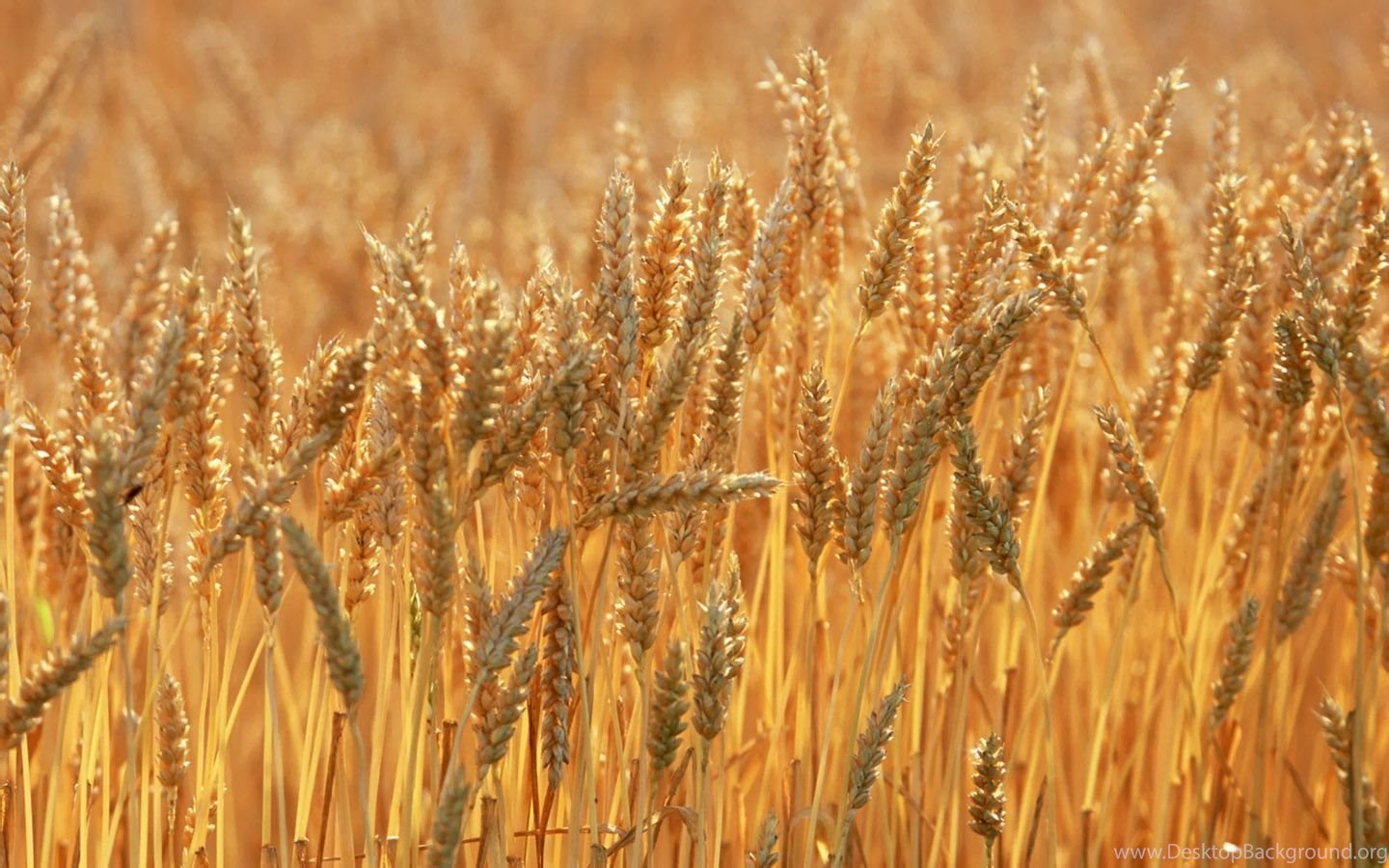 Farm Land Wallpapers - Wallpaper Cave