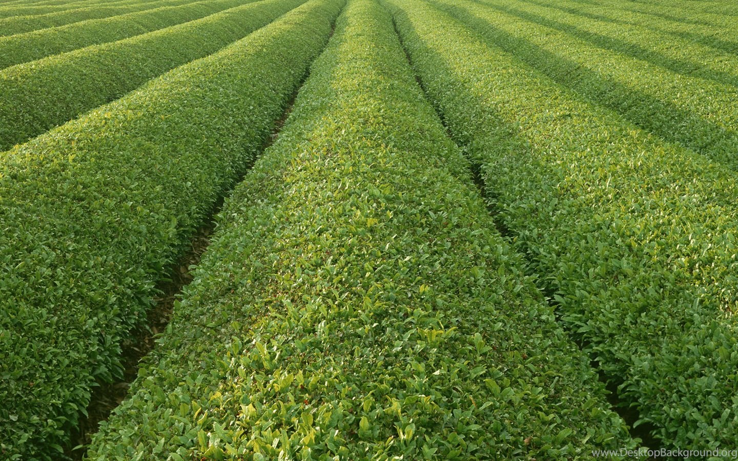 Farm Land Wallpapers - Wallpaper Cave