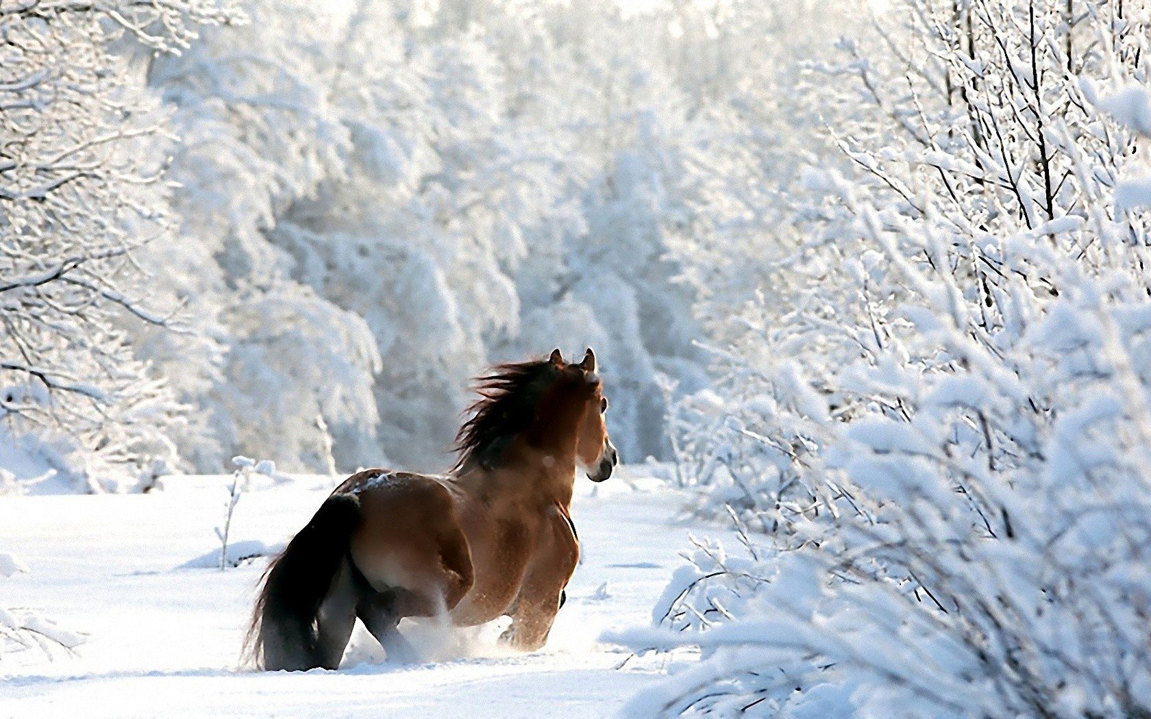 Draft Horses Wallpapers - Wallpaper Cave