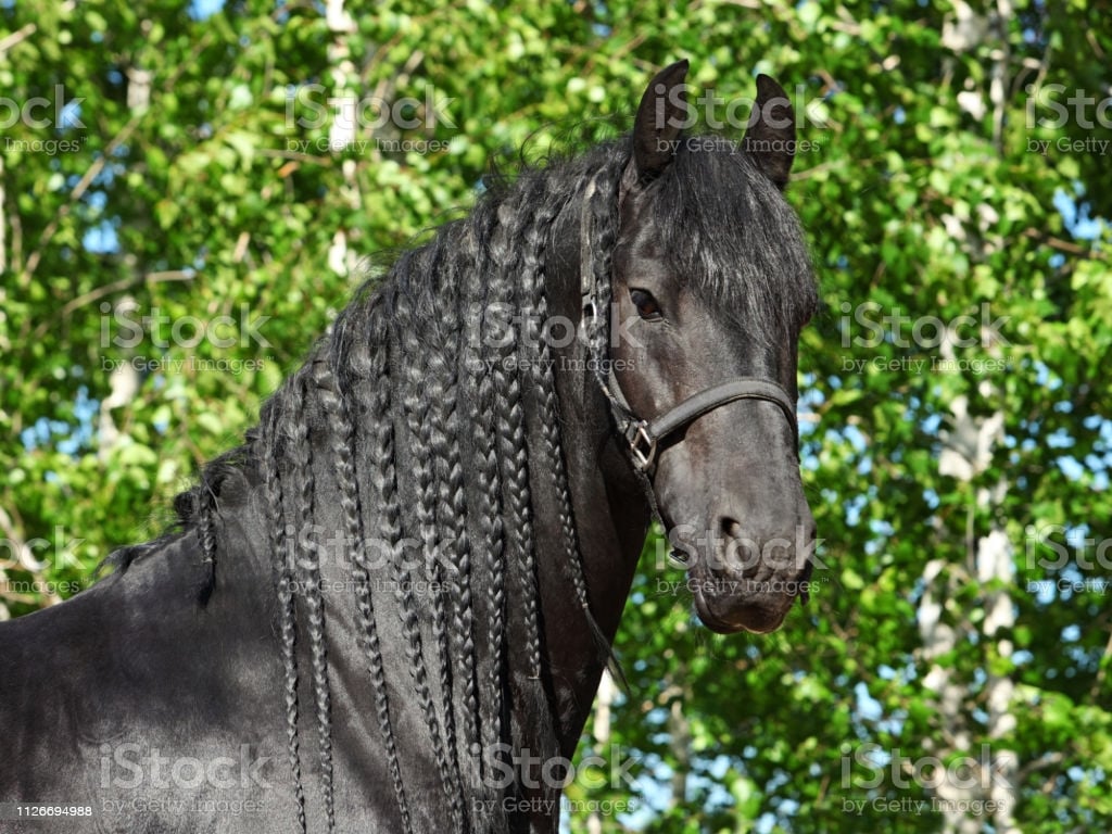 Draft Horses Wallpapers - Wallpaper Cave