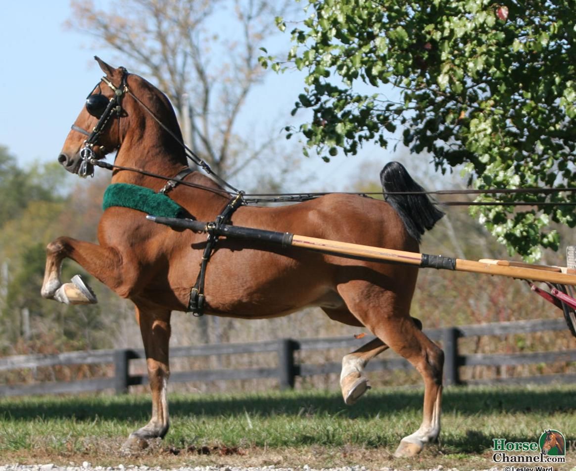 Draft Horses Wallpapers - Wallpaper Cave