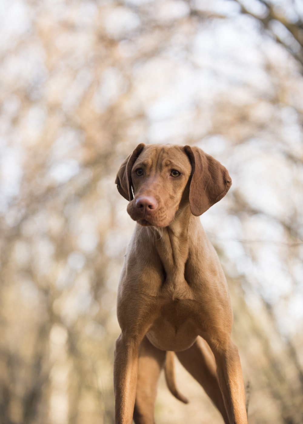 Hound Dogs Wallpapers - Wallpaper Cave