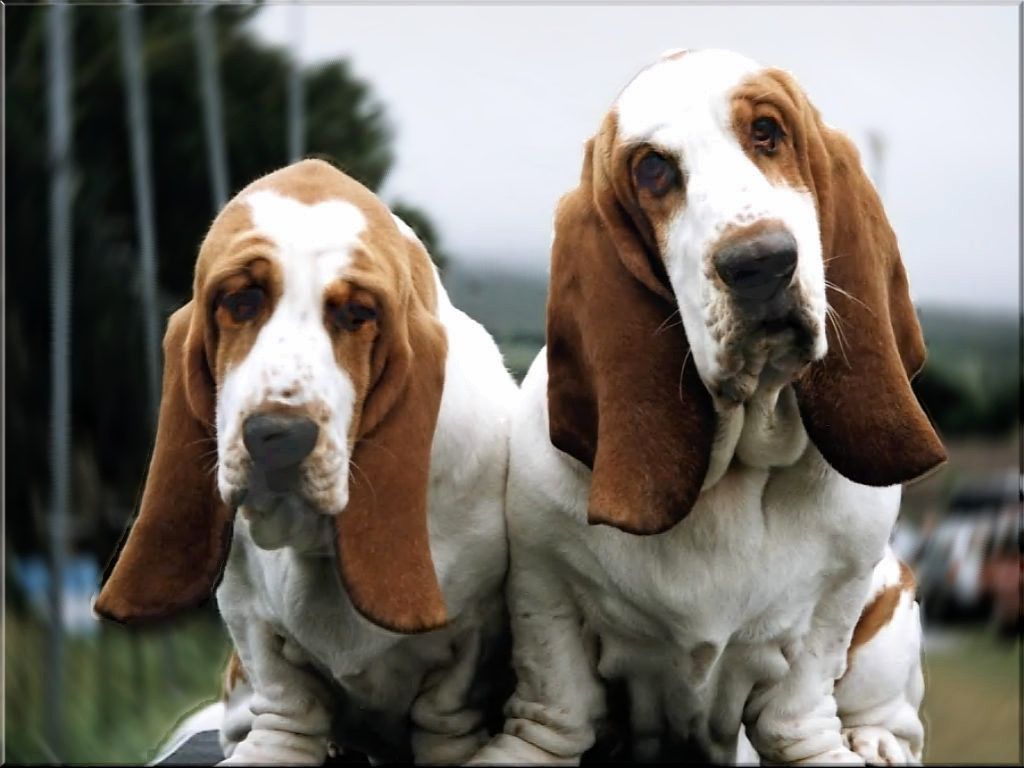 Hound Dogs Wallpapers - Wallpaper Cave