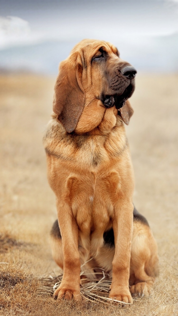 Hound Dogs Wallpapers - Wallpaper Cave