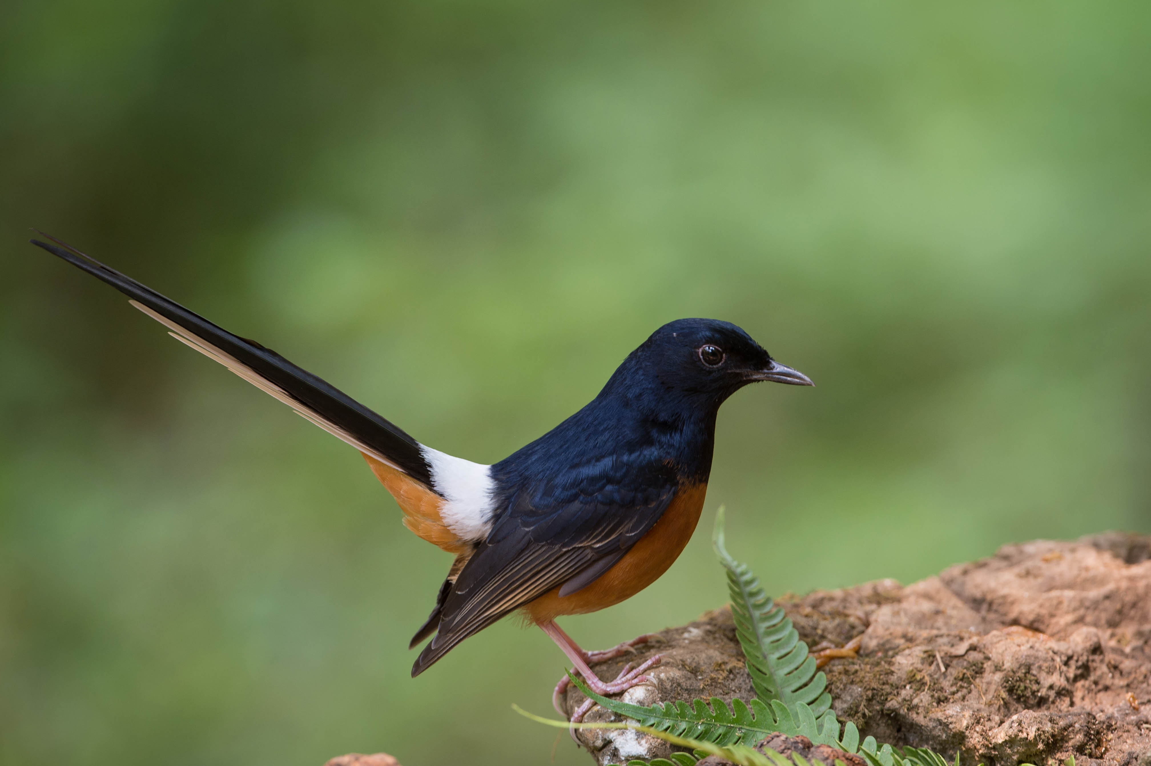 White-rumped Wallpapers - Wallpaper Cave
