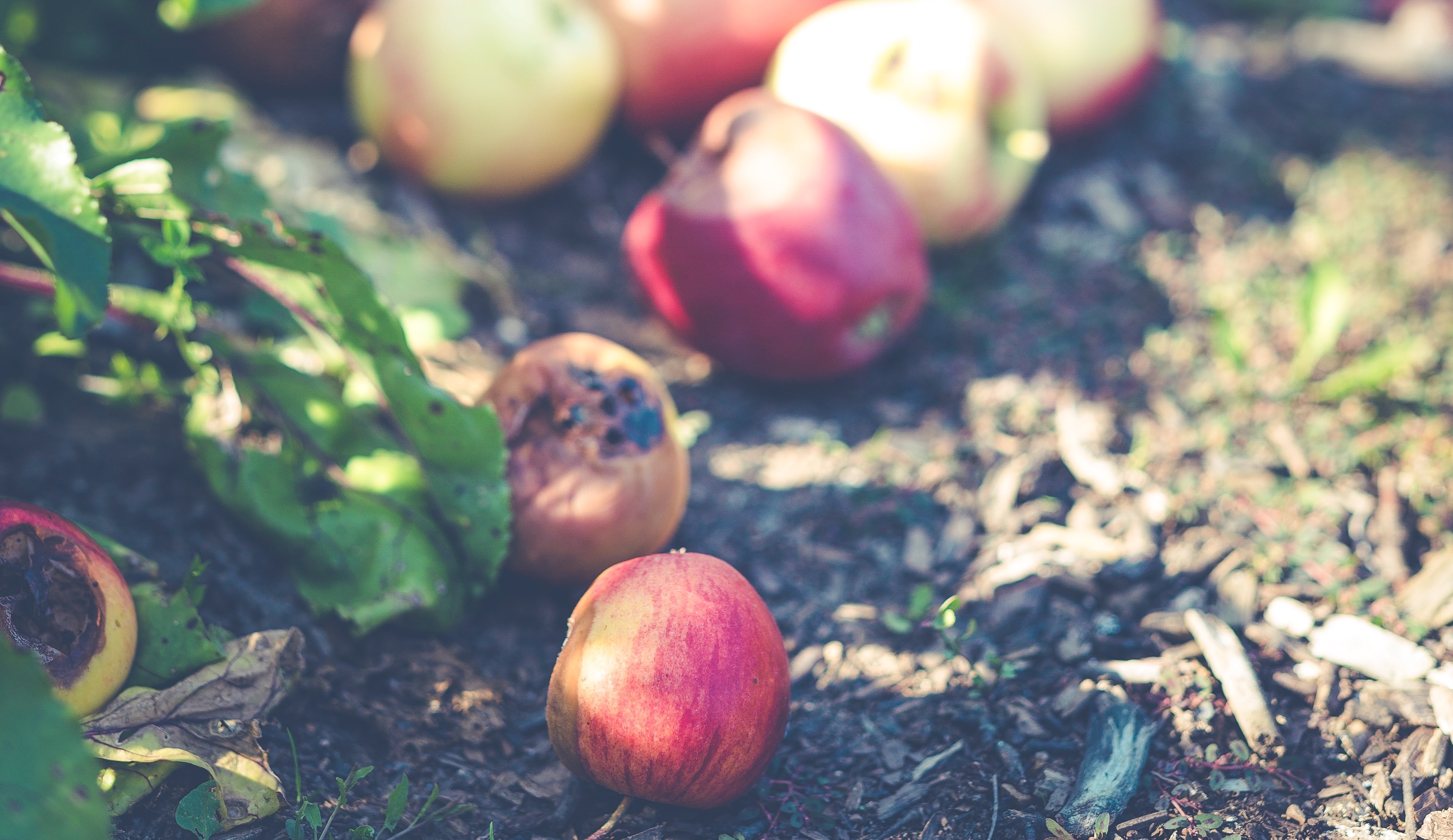 Food Waste Wallpapers - Wallpaper Cave