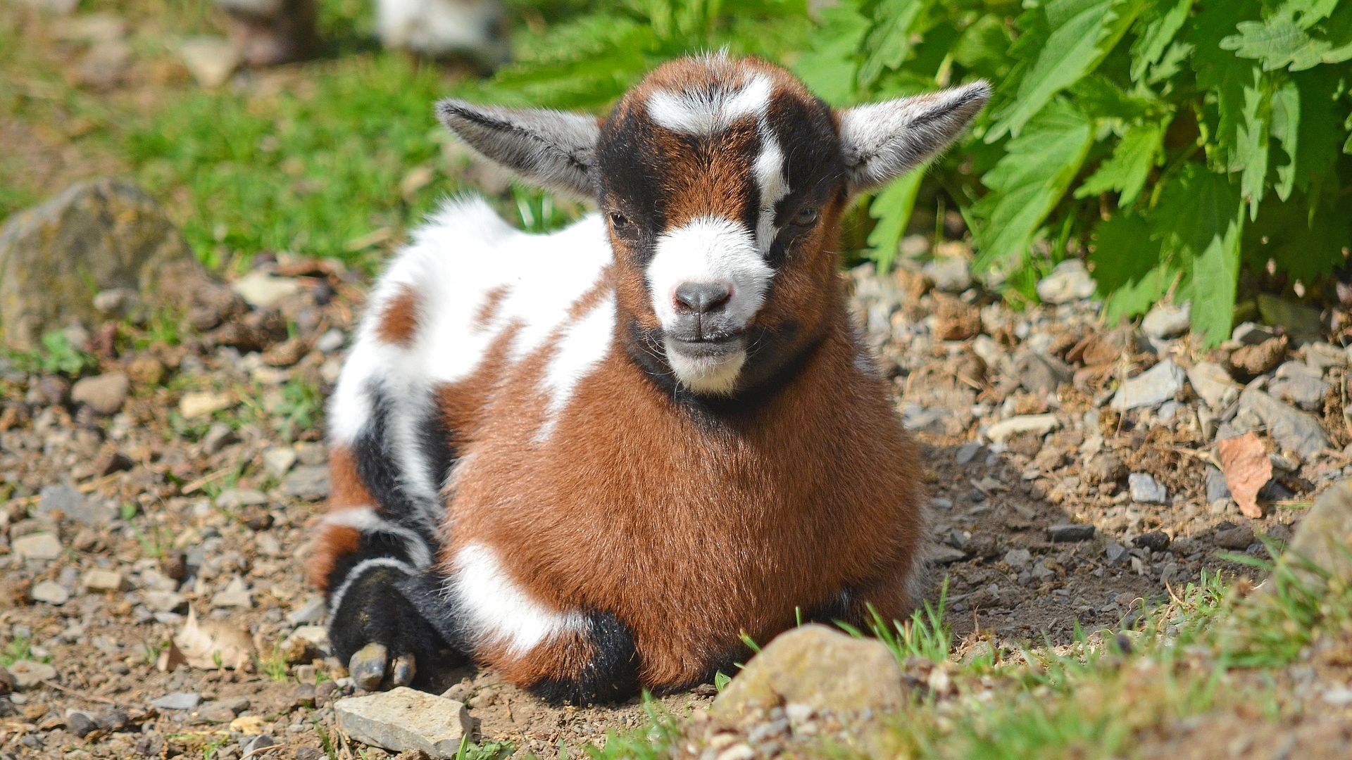 Cute Goats Wallpapers - Wallpaper Cave