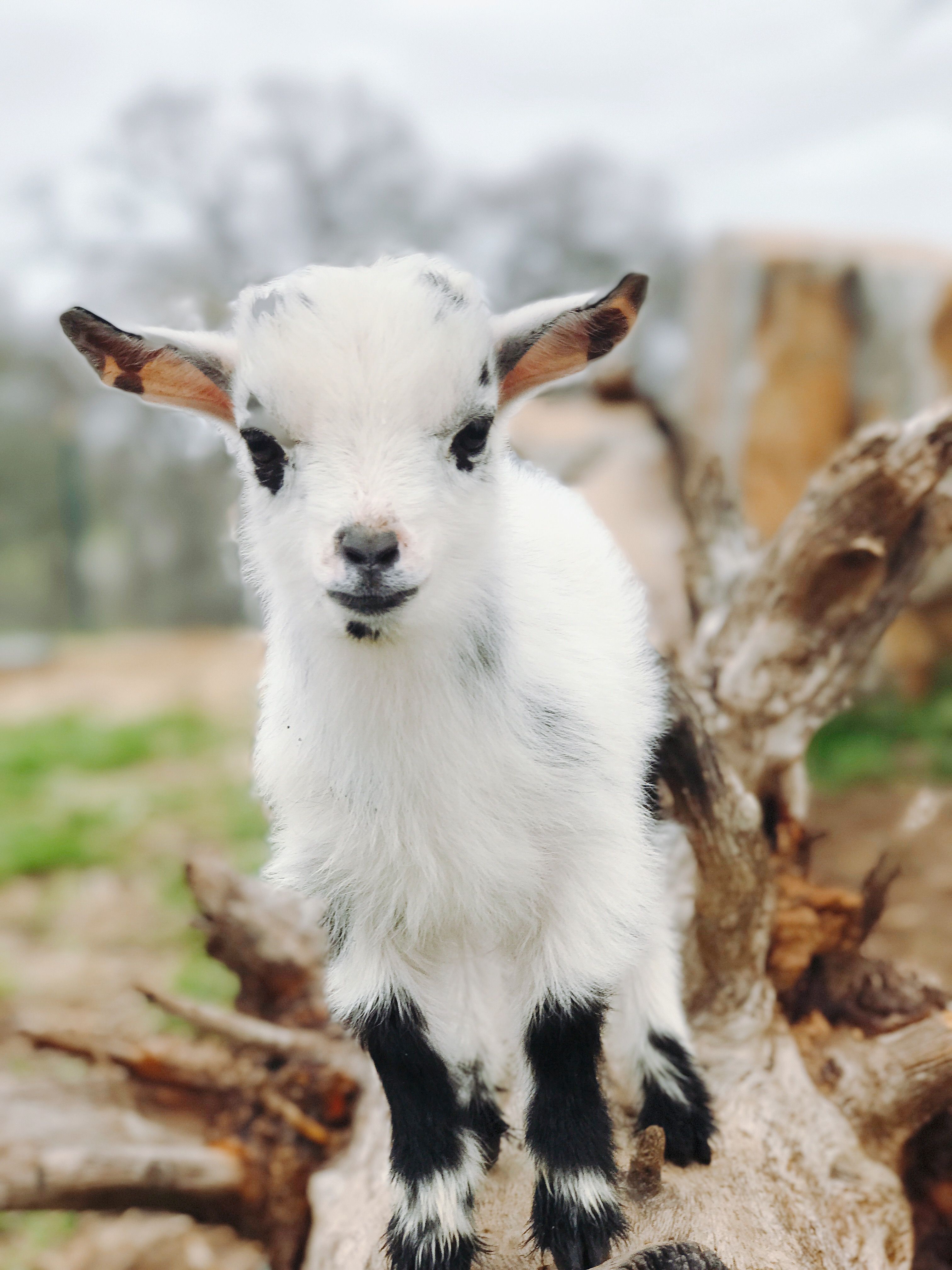 Cute Goats Wallpapers - Wallpaper Cave