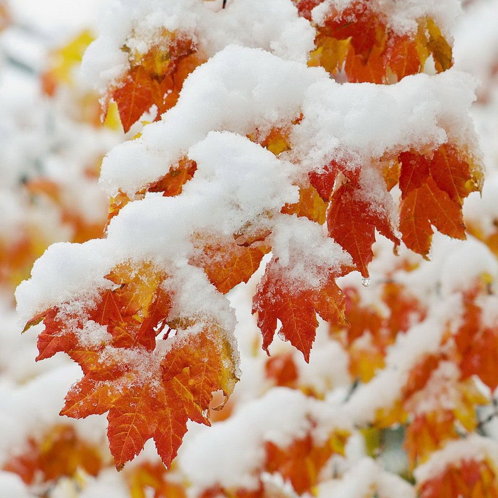 Winter Orange Wallpapers - Wallpaper Cave