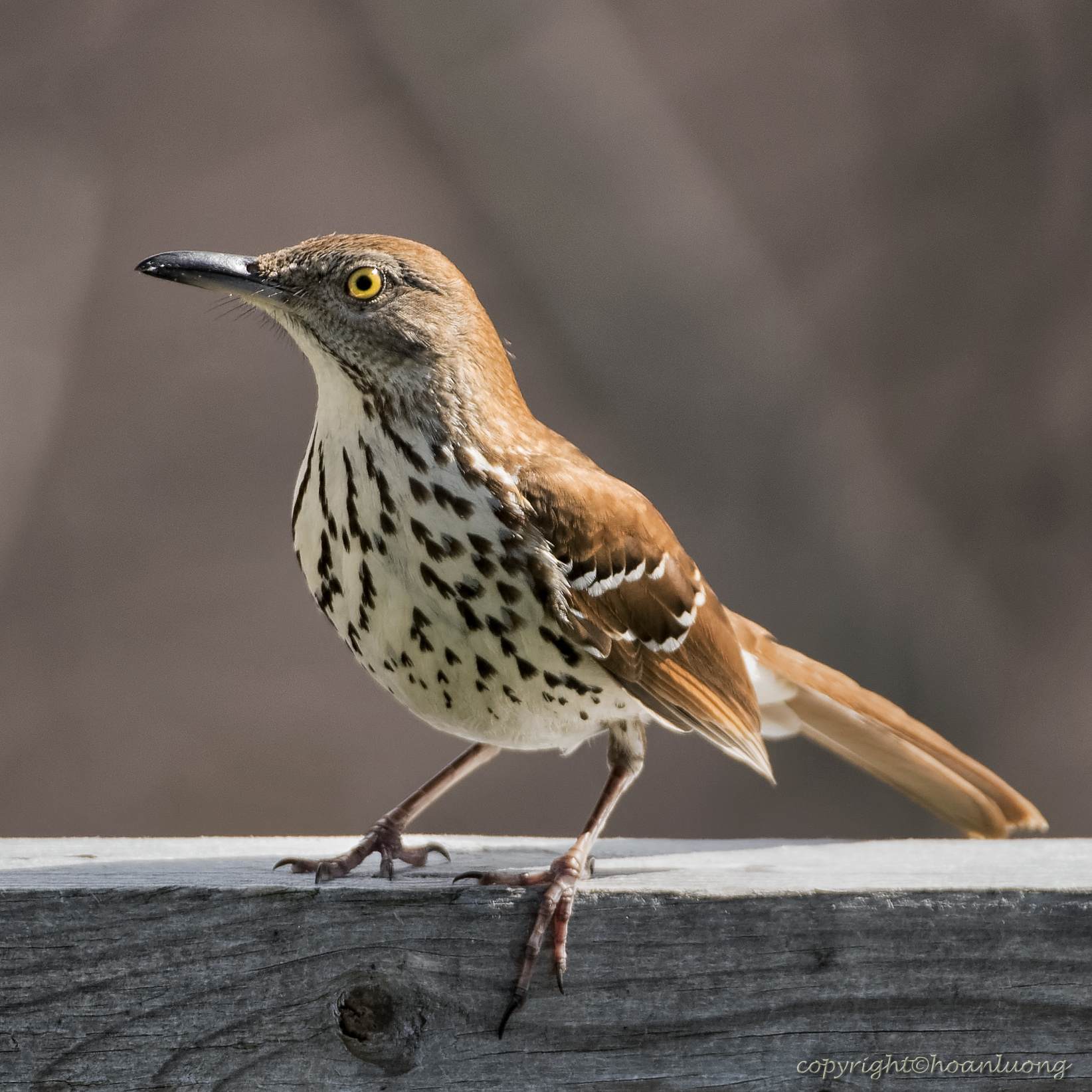 Brown Thrasher Wallpapers - Wallpaper Cave