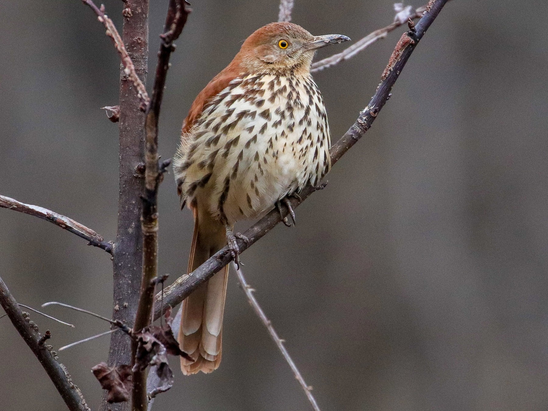 Brown Thrasher Wallpapers - Wallpaper Cave