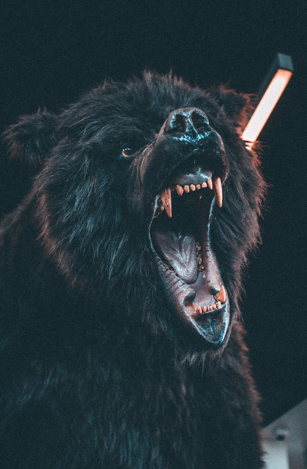 Scary Bears Wallpapers - Wallpaper Cave