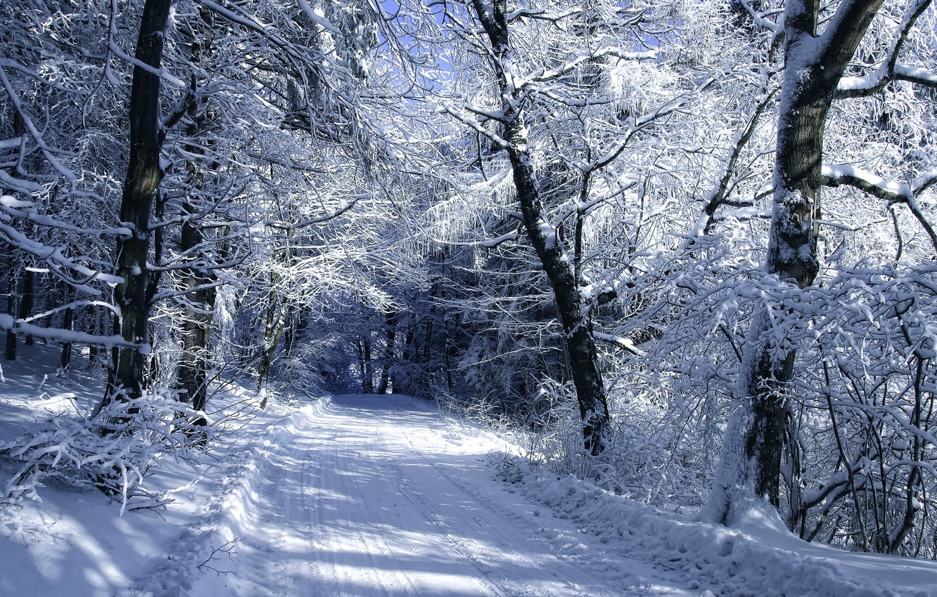 Winter Forest Path Wallpapers - Wallpaper Cave