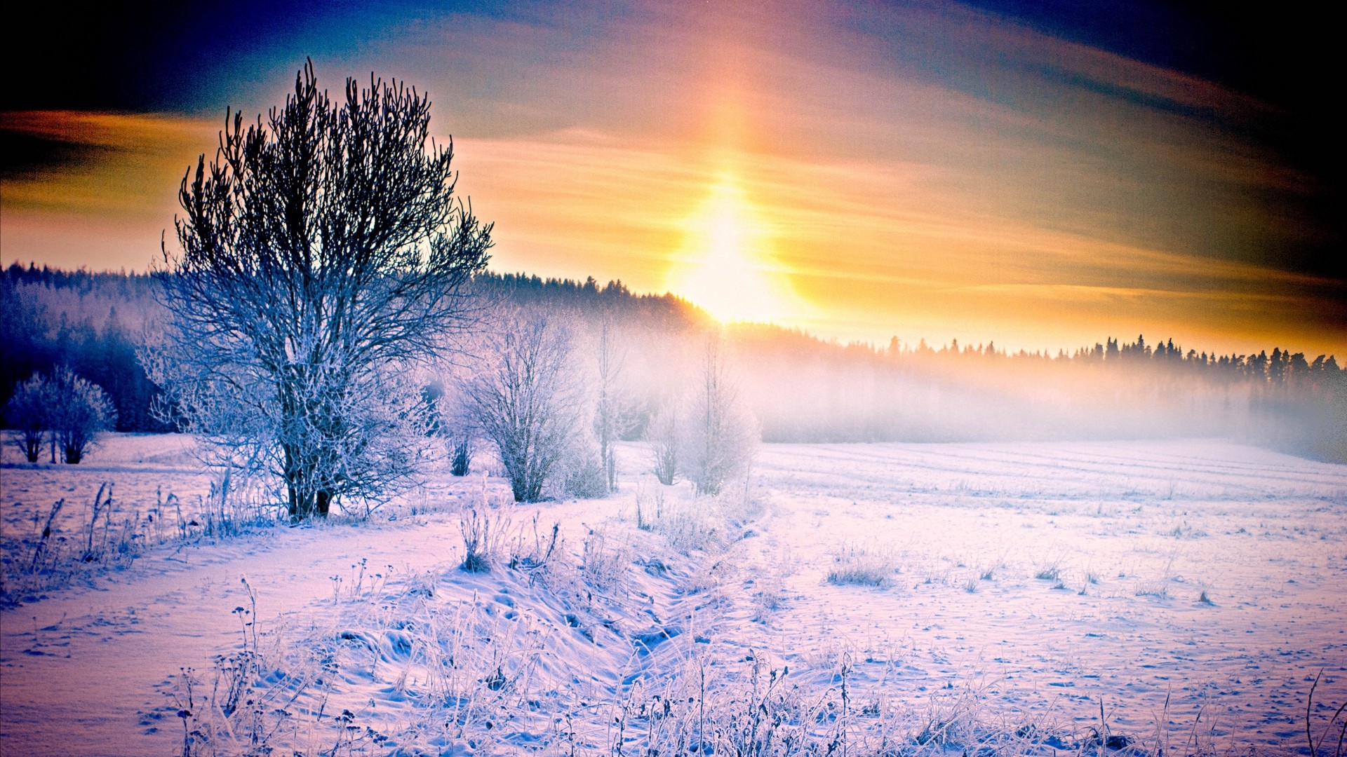 Winter Forest Path Wallpapers - Wallpaper Cave