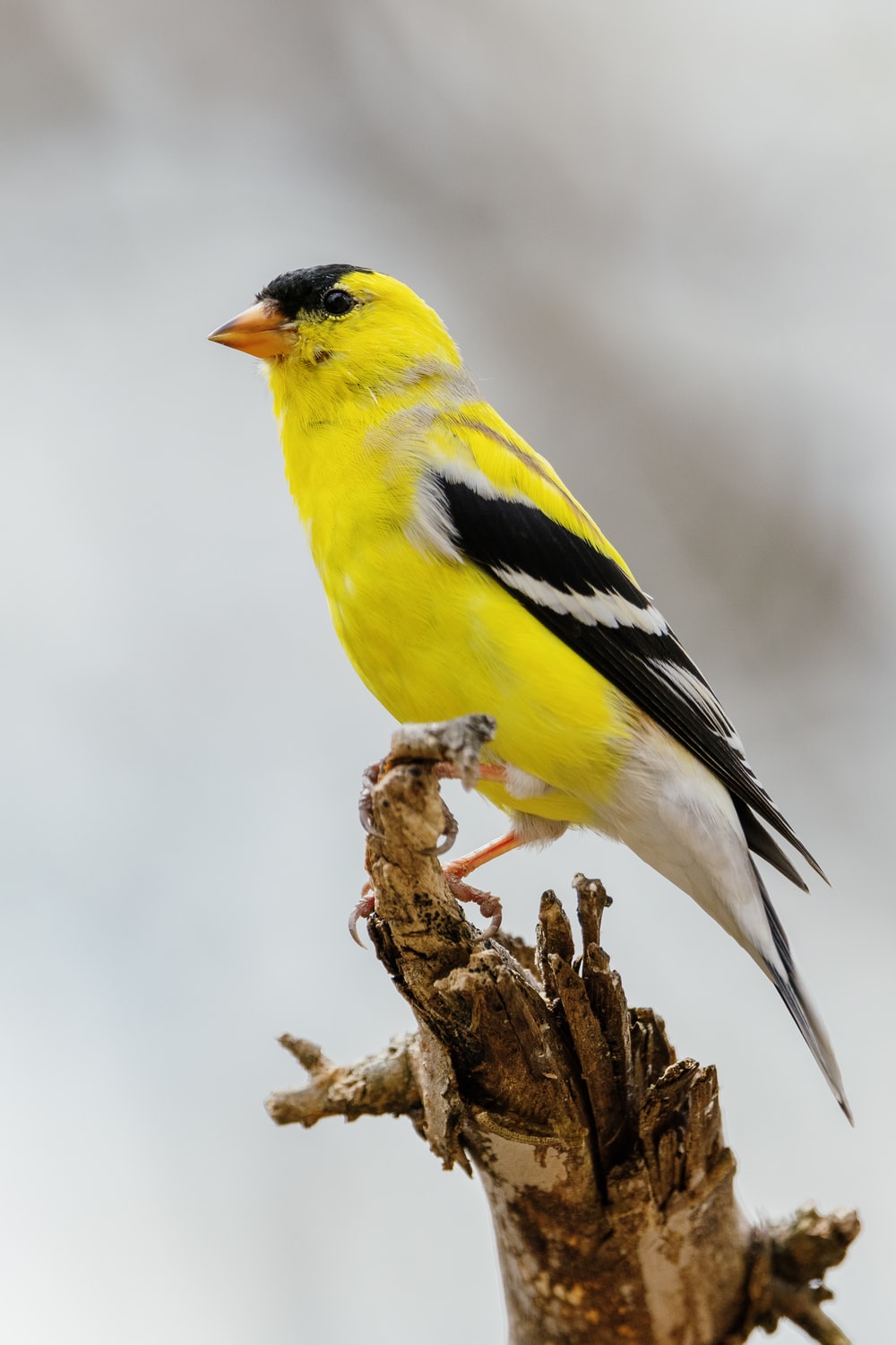 Yellow Bird Wallpapers - Wallpaper Cave