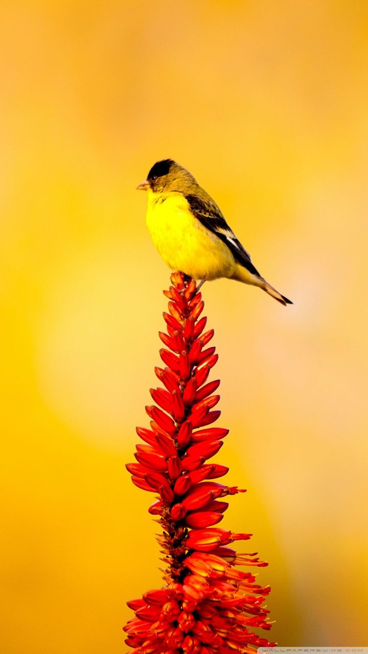 Yellow Bird Wallpapers - Wallpaper Cave