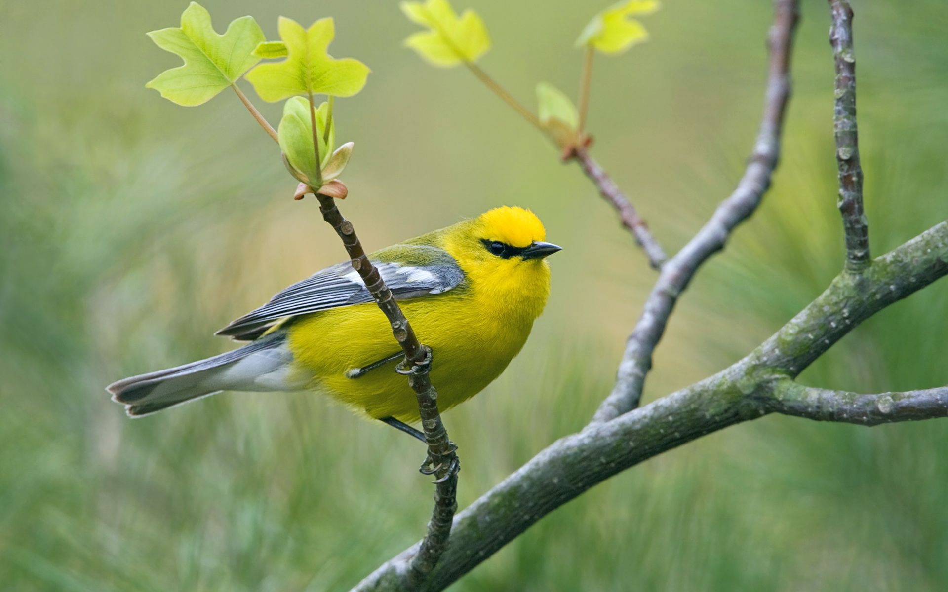 Yellow Bird Wallpapers - Wallpaper Cave