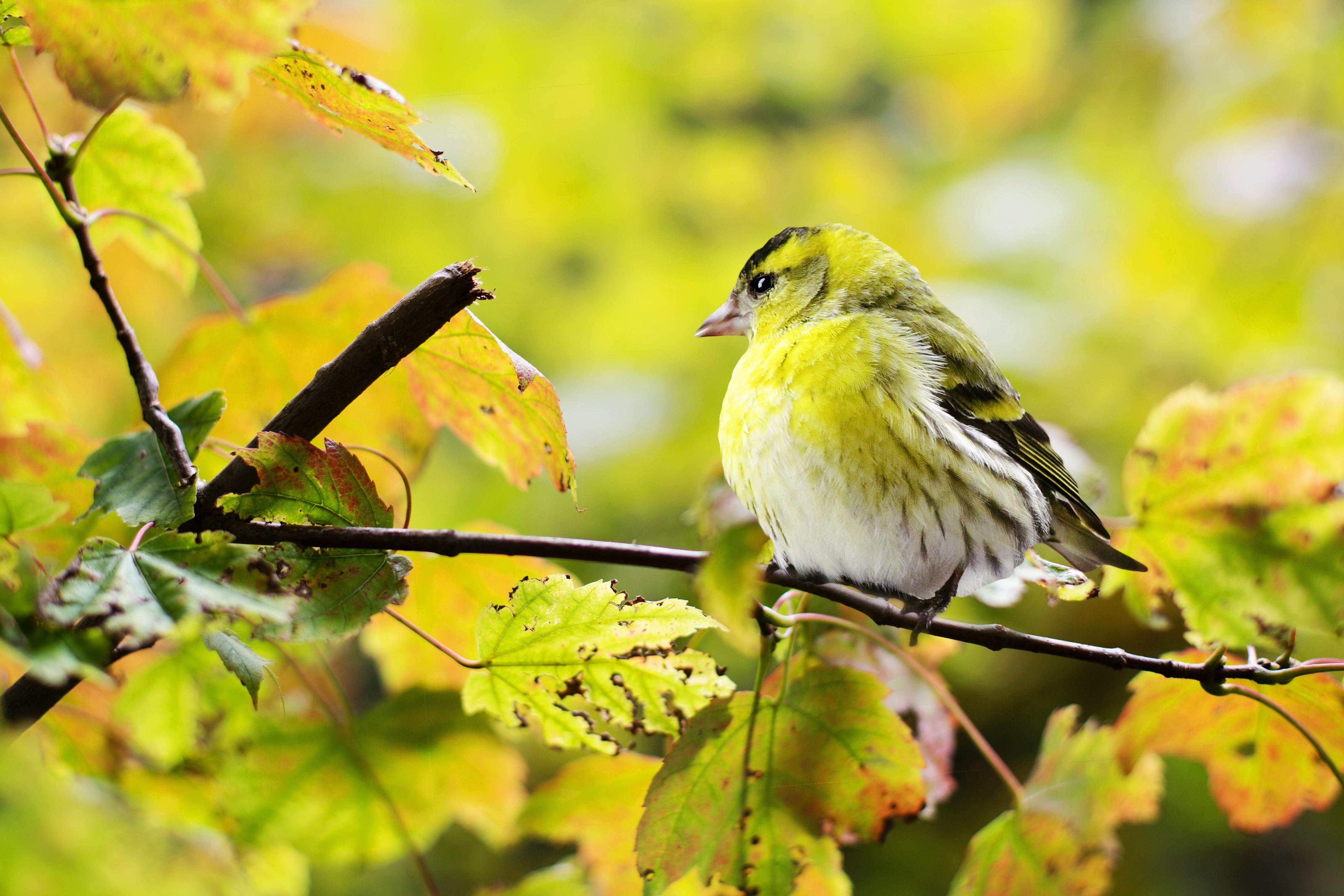 Yellow Bird Wallpapers - Wallpaper Cave