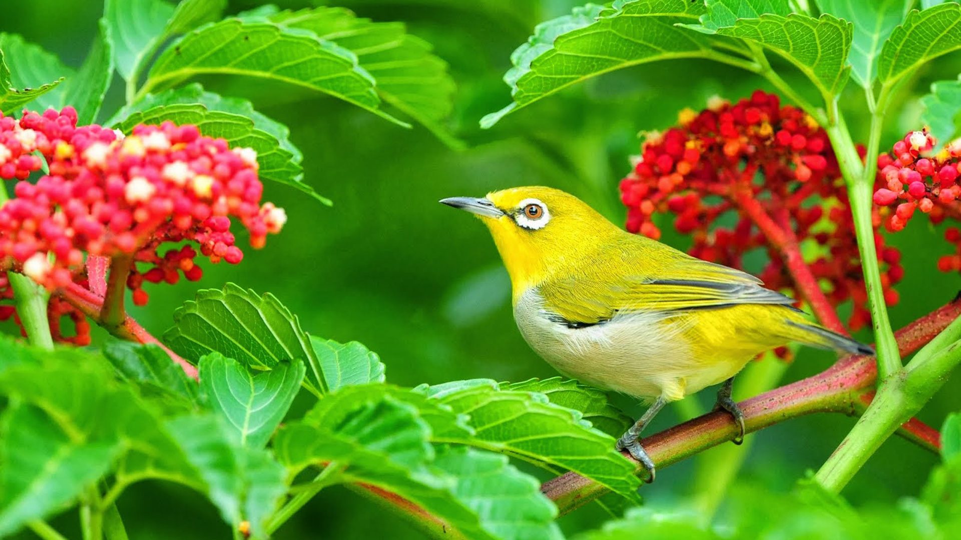 Yellow Bird Wallpapers - Wallpaper Cave