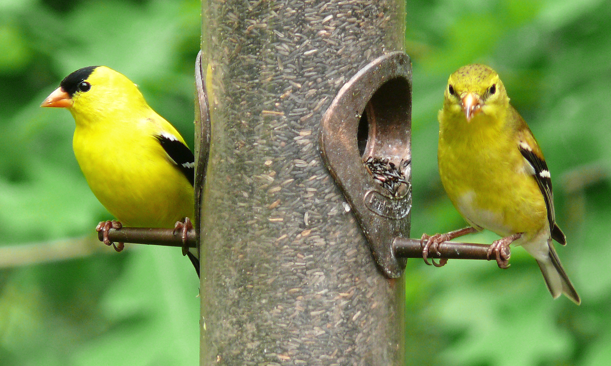 Yellow Bird Wallpapers - Wallpaper Cave