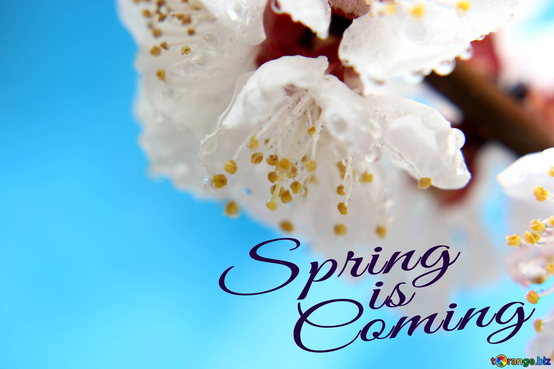 Spring Comming Wallpapers - Wallpaper Cave