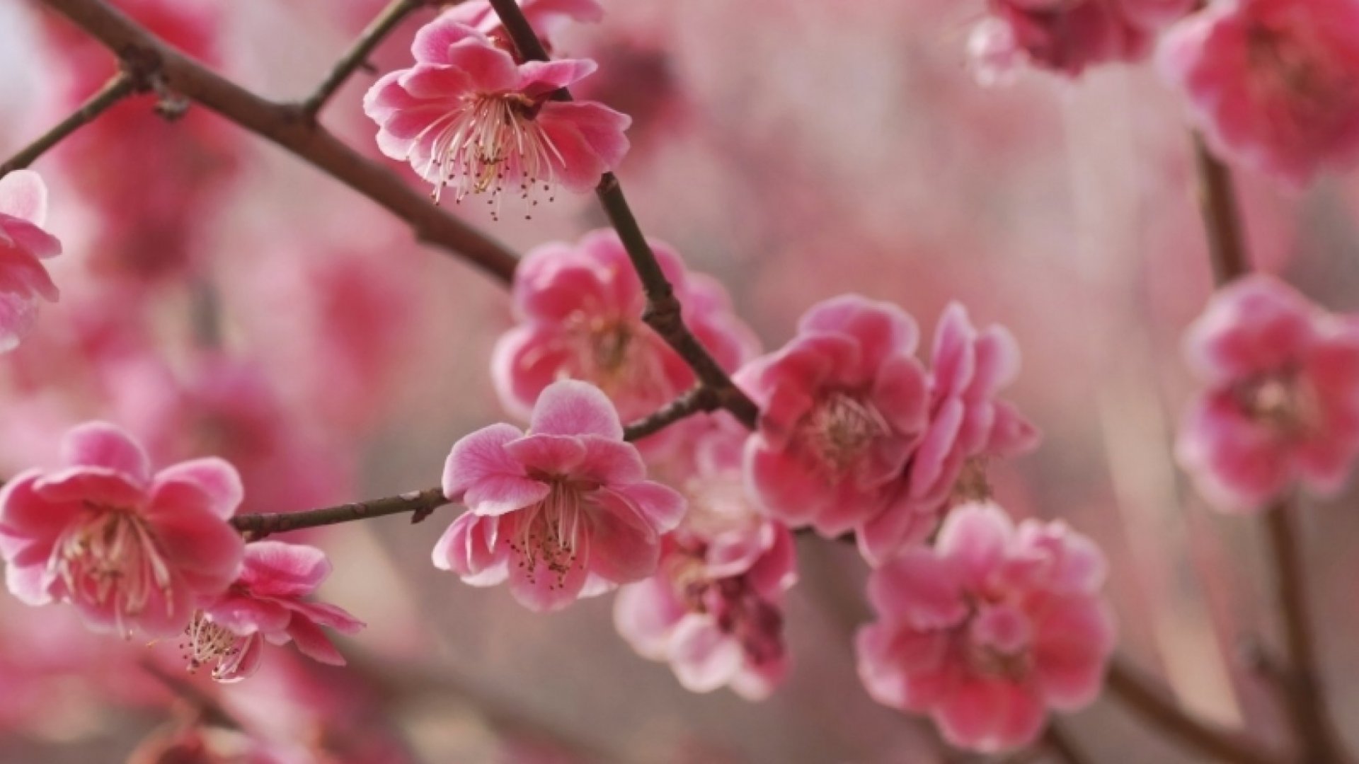 Spring Comming Wallpapers - Wallpaper Cave