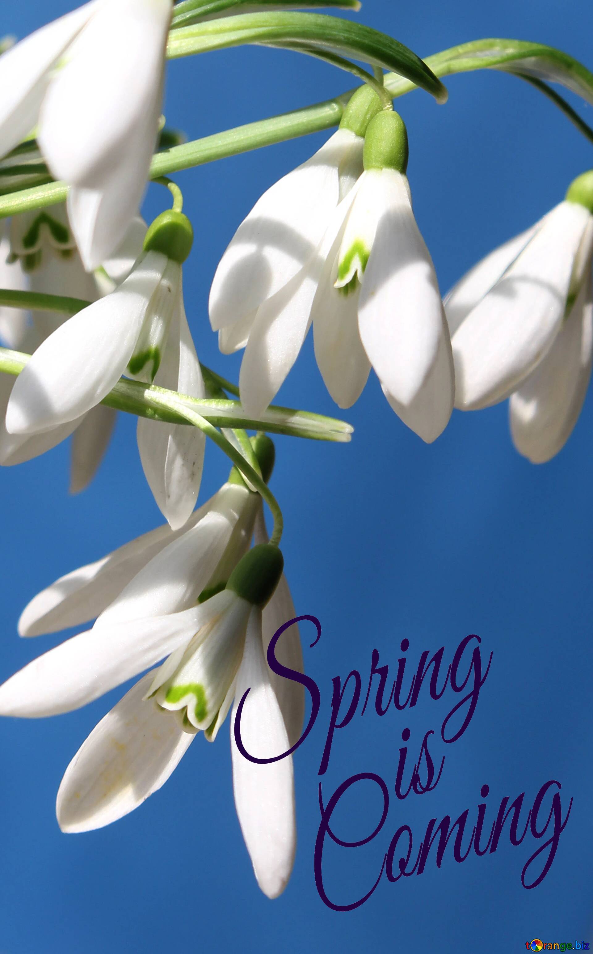 Spring Comming Wallpapers - Wallpaper Cave